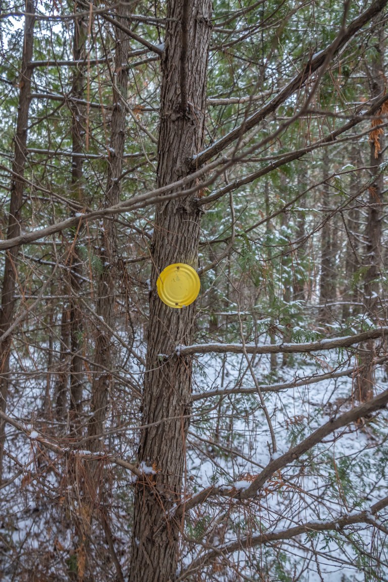 Jim Baillie Nature Reserve in Winter: Yellow Trail | Miles Hearn