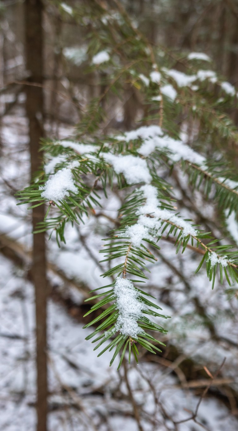 Jim Baillie Nature Reserve in Winter: Yellow Trail | Miles Hearn