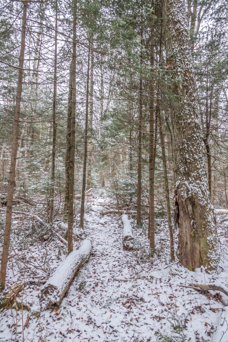 Jim Baillie Nature Reserve in Winter: Yellow Trail | Miles Hearn