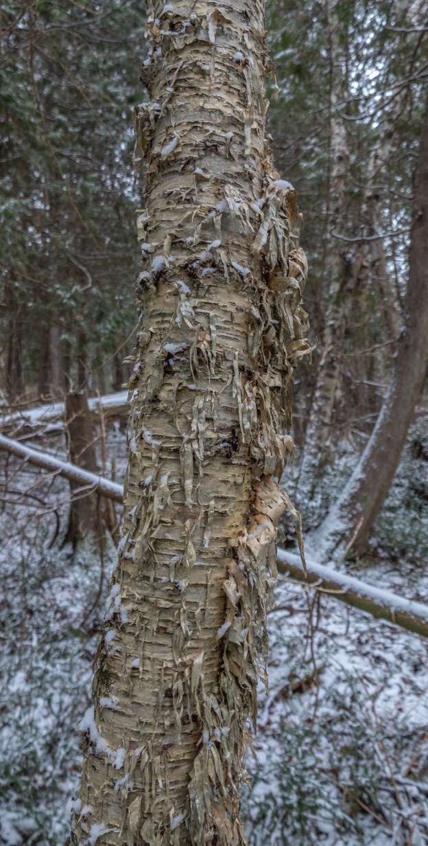 Jim Baillie Nature Reserve in Winter: Yellow Trail | Miles Hearn