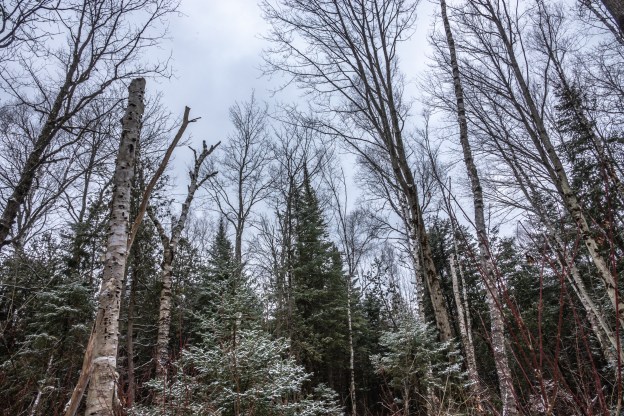 Jim Baillie Nature Reserve in Winter: Yellow Trail | Miles Hearn