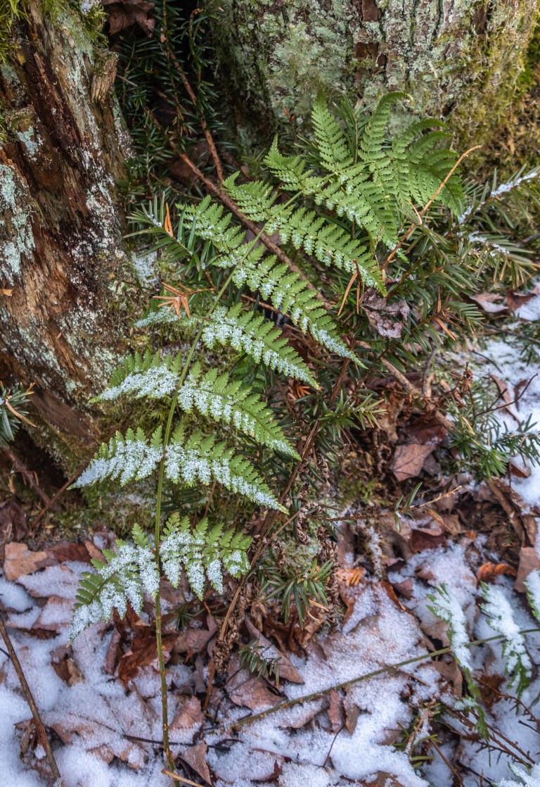 Jim Baillie Nature Reserve in Winter: Yellow Trail | Miles Hearn