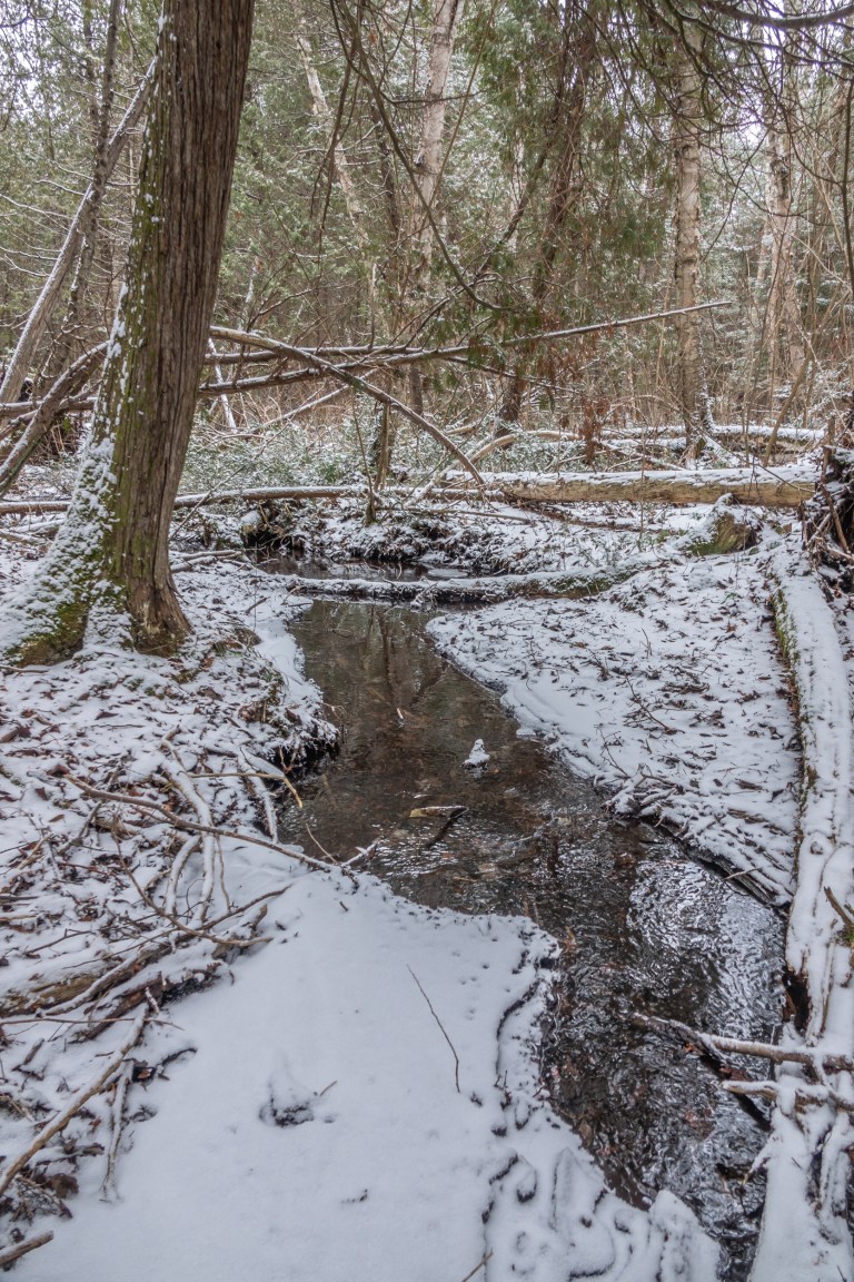 Jim Baillie Nature Reserve in Winter: Blue Trail | Miles Hearn