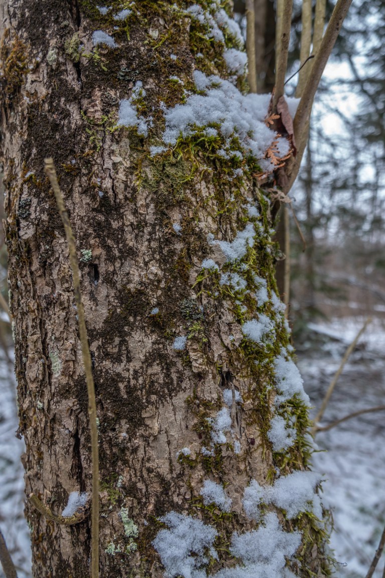 Jim Baillie Nature Reserve in Winter: Blue Trail | Miles Hearn