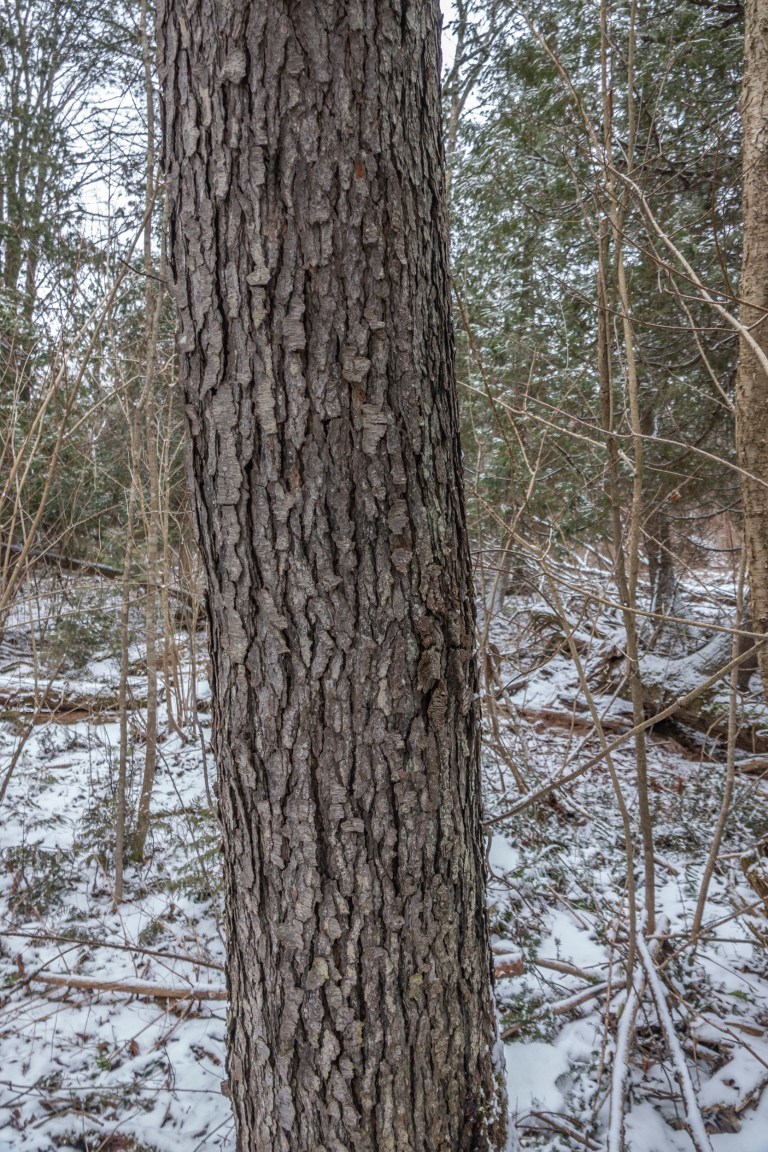 Jim Baillie Nature Reserve in Winter: Blue Trail | Miles Hearn