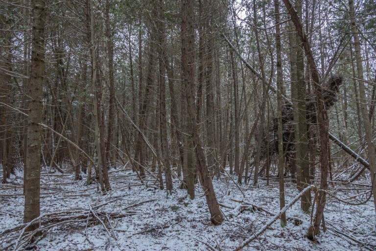 Jim Baillie Nature Reserve in Winter: Blue Trail | Miles Hearn