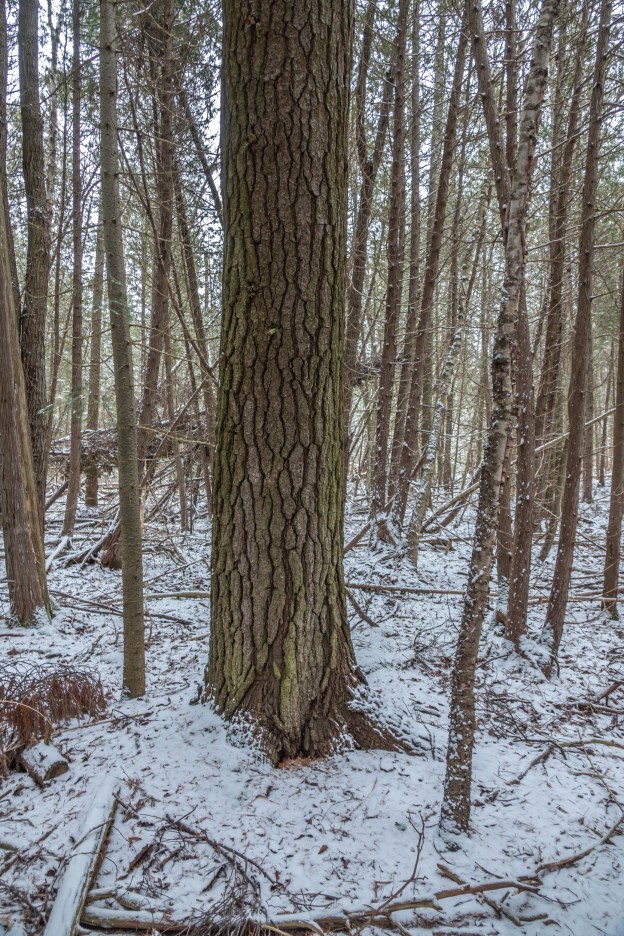 Jim Baillie Nature Reserve in Winter: Blue Trail | Miles Hearn