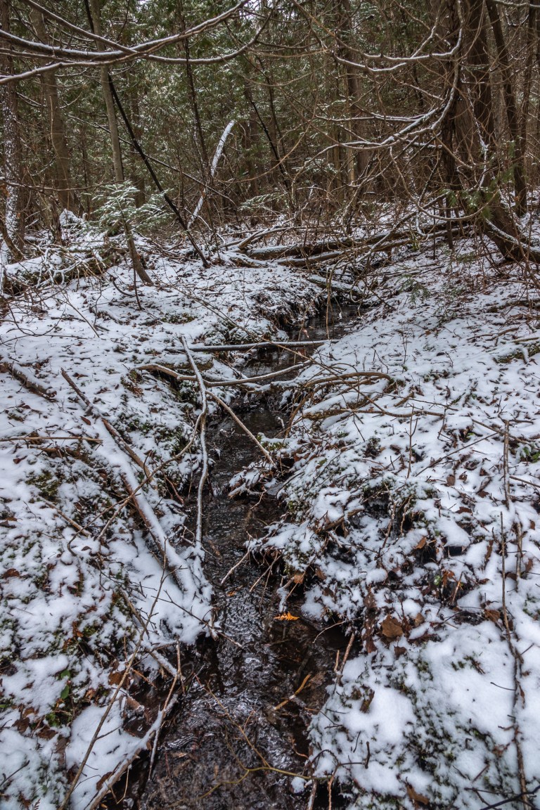 Jim Baillie Nature Reserve in Winter: White Trail | Miles Hearn