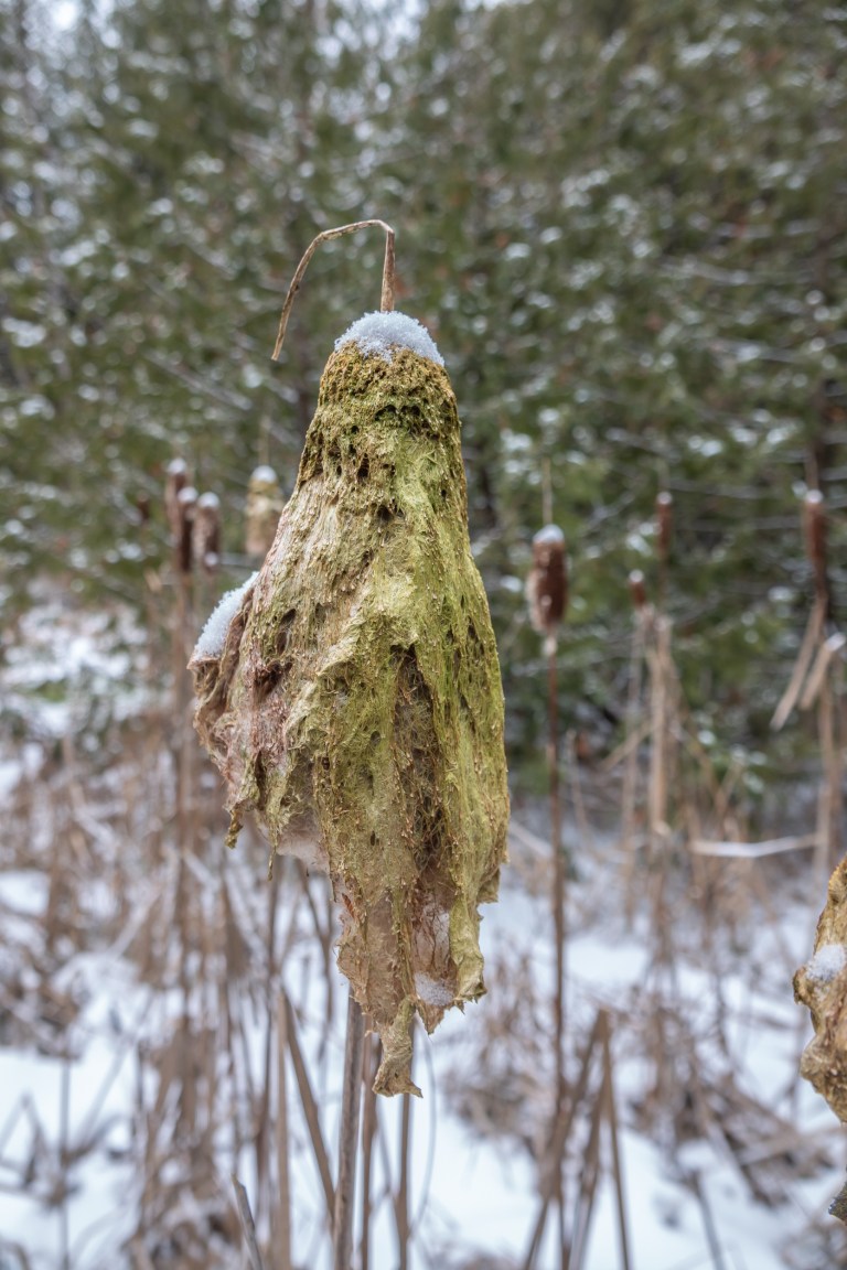 Jim Baillie Nature Reserve in Winter: White Trail | Miles Hearn