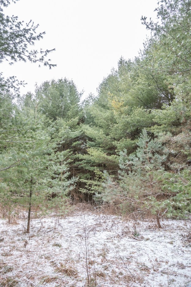 Jim Baillie Nature Reserve in Winter: White Trail | Miles Hearn