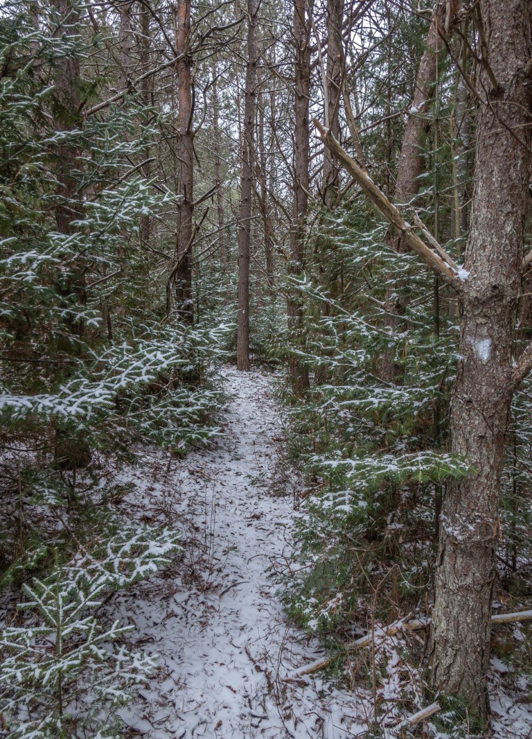 Jim Baillie Nature Reserve in Winter: White Trail | Miles Hearn