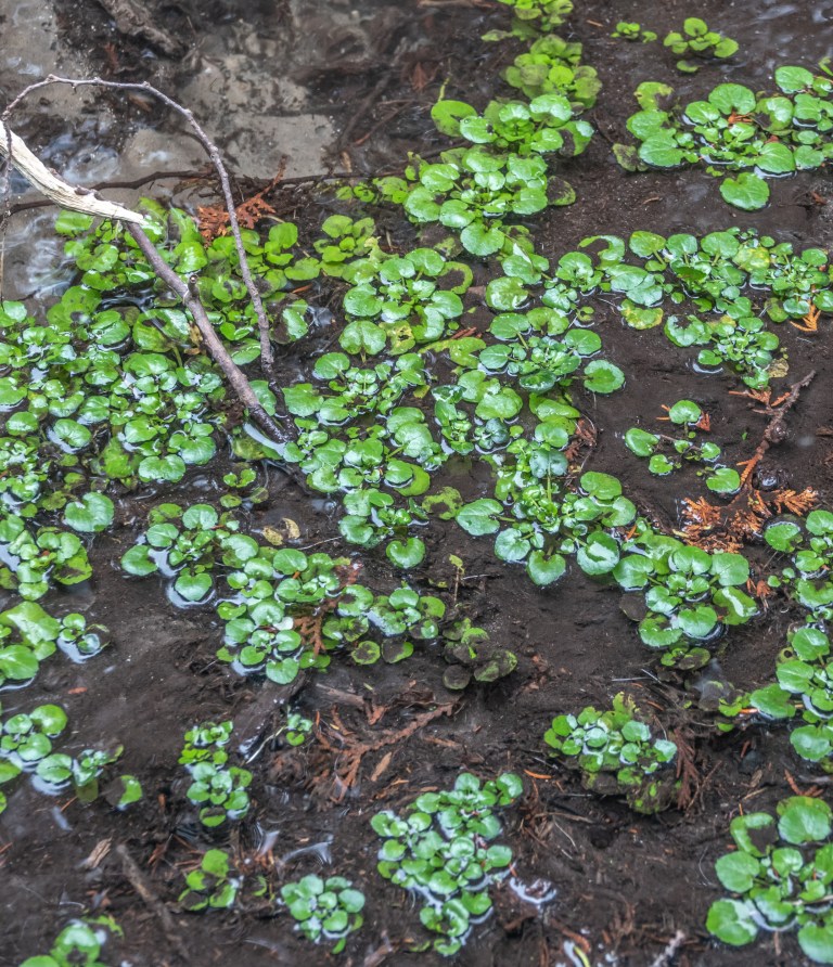 Jim Baillie Nature Reserve in Winter: White Trail | Miles Hearn