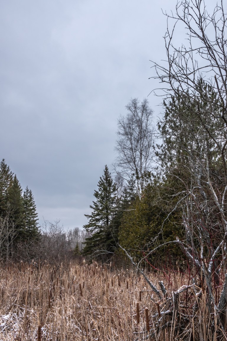 Jim Baillie Nature Reserve in Winter: Yellow Trail | Miles Hearn