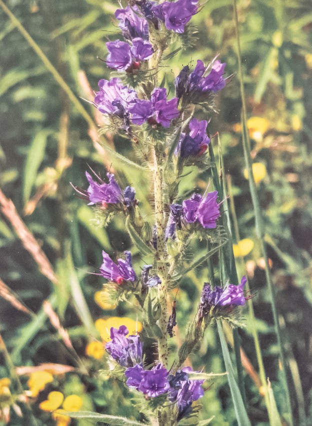 Viper’s Bugloss: David Fallis | Miles Hearn