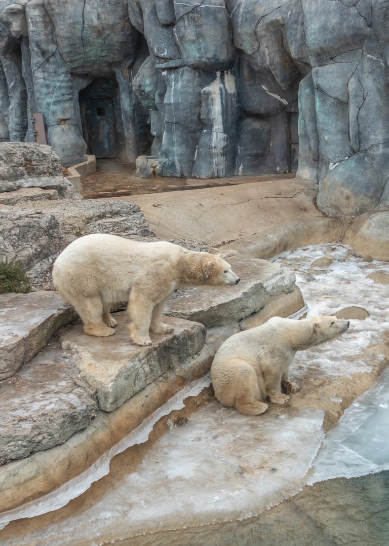 Toronto Zoo: Polar Bear | Miles Hearn