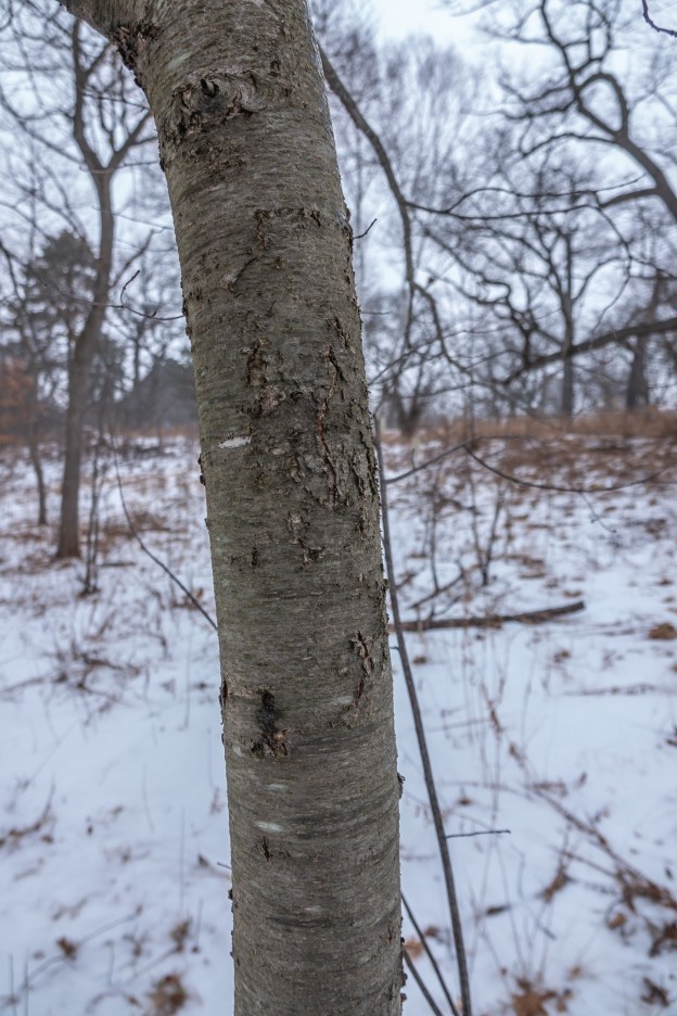 Black Cherry Tree with its Burnt-Cornflakes Bark | Miles Hearn