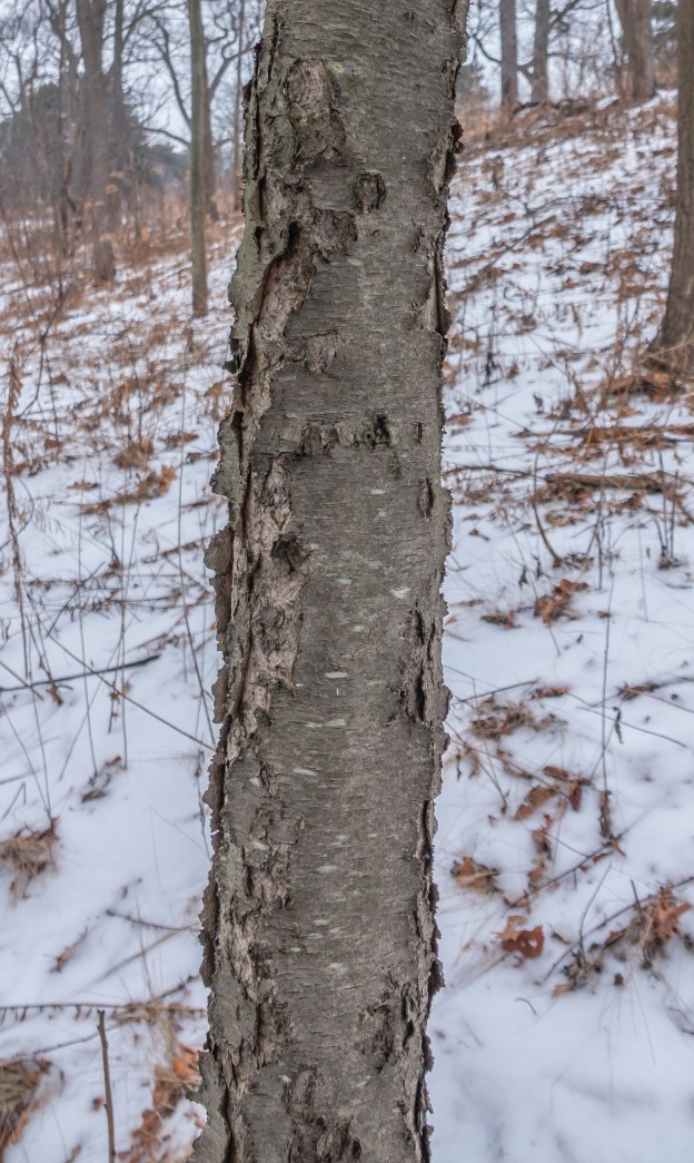 Black Cherry Tree with its Burnt-Cornflakes Bark | Miles Hearn