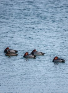 Identification of 9 Diving Duck Species: A Photographic Guide | Miles Hearn