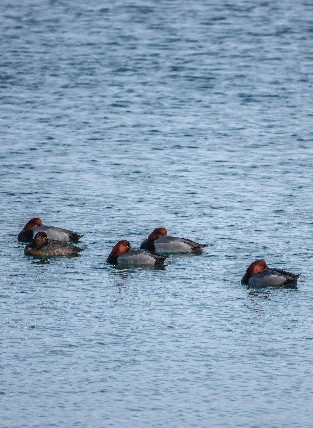 Identification of 9 Diving Duck Species: A Photographic Guide | Miles Hearn