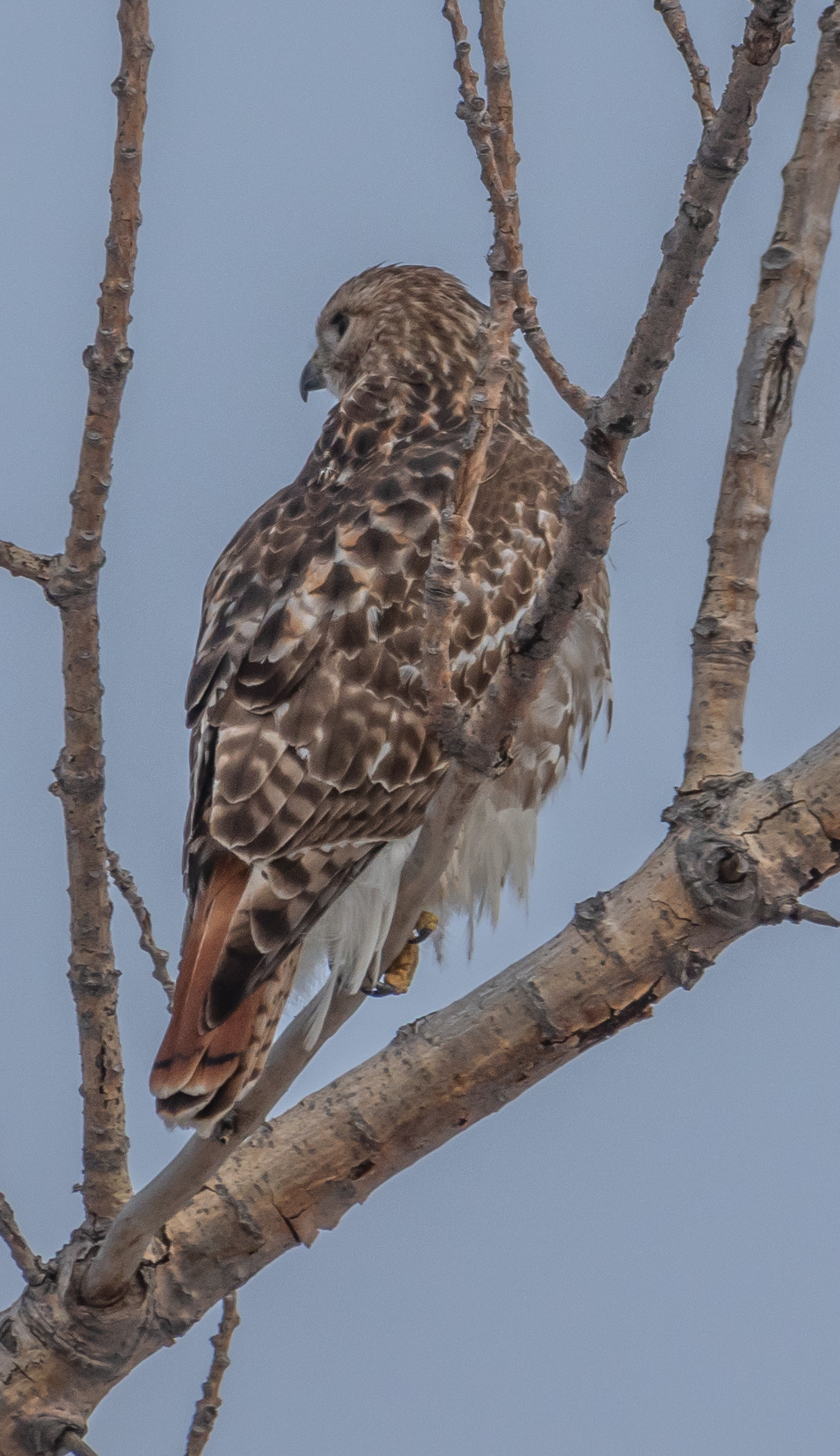 Red-tailed Hawk | Miles Hearn