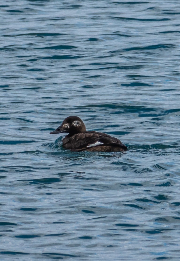 Identification of 9 Diving Duck Species: A Photographic Guide | Miles Hearn