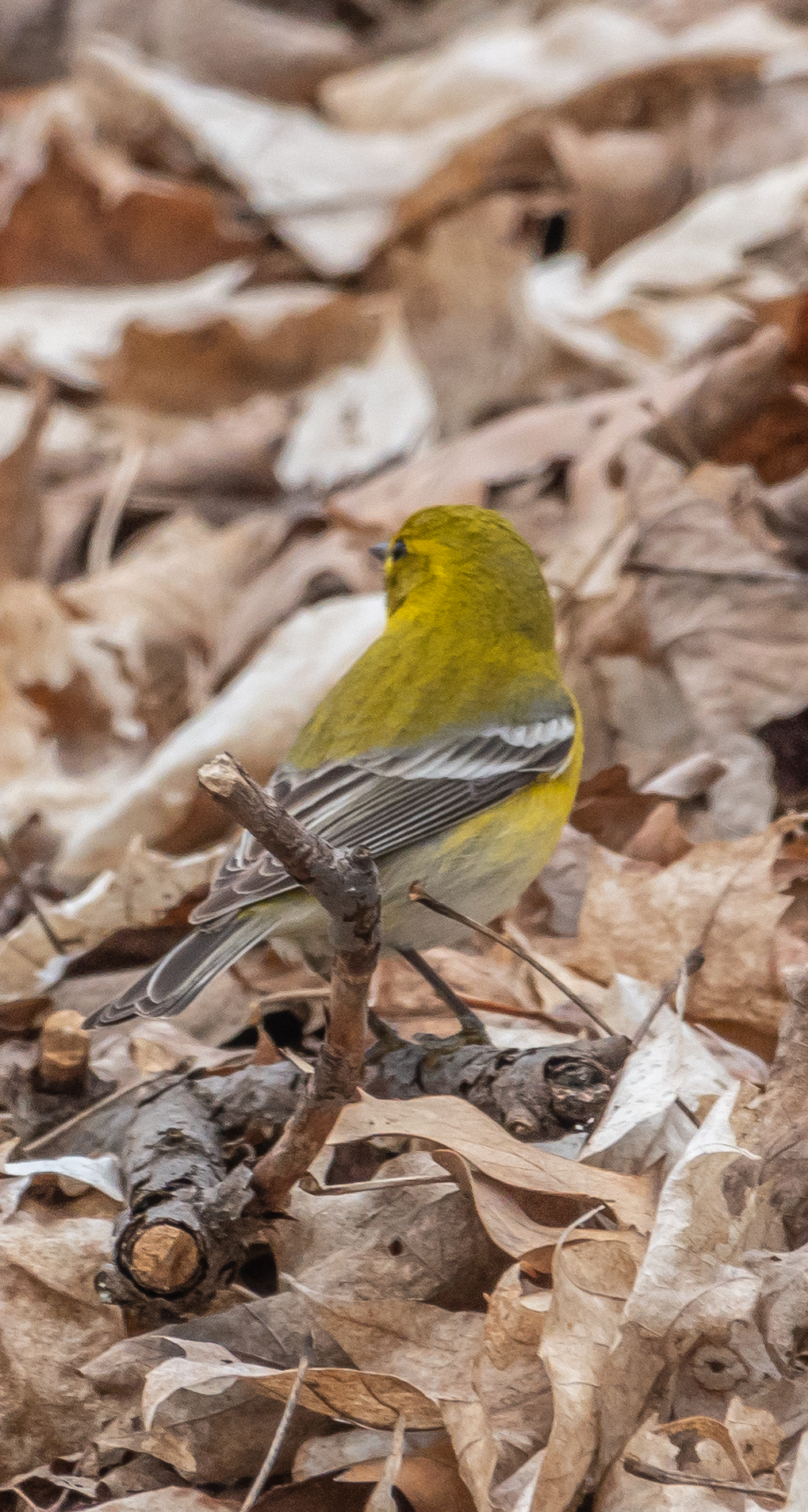 Yellow-throated Vireo at Beechwood / Don Valley: April 18, 2019 | Miles ...