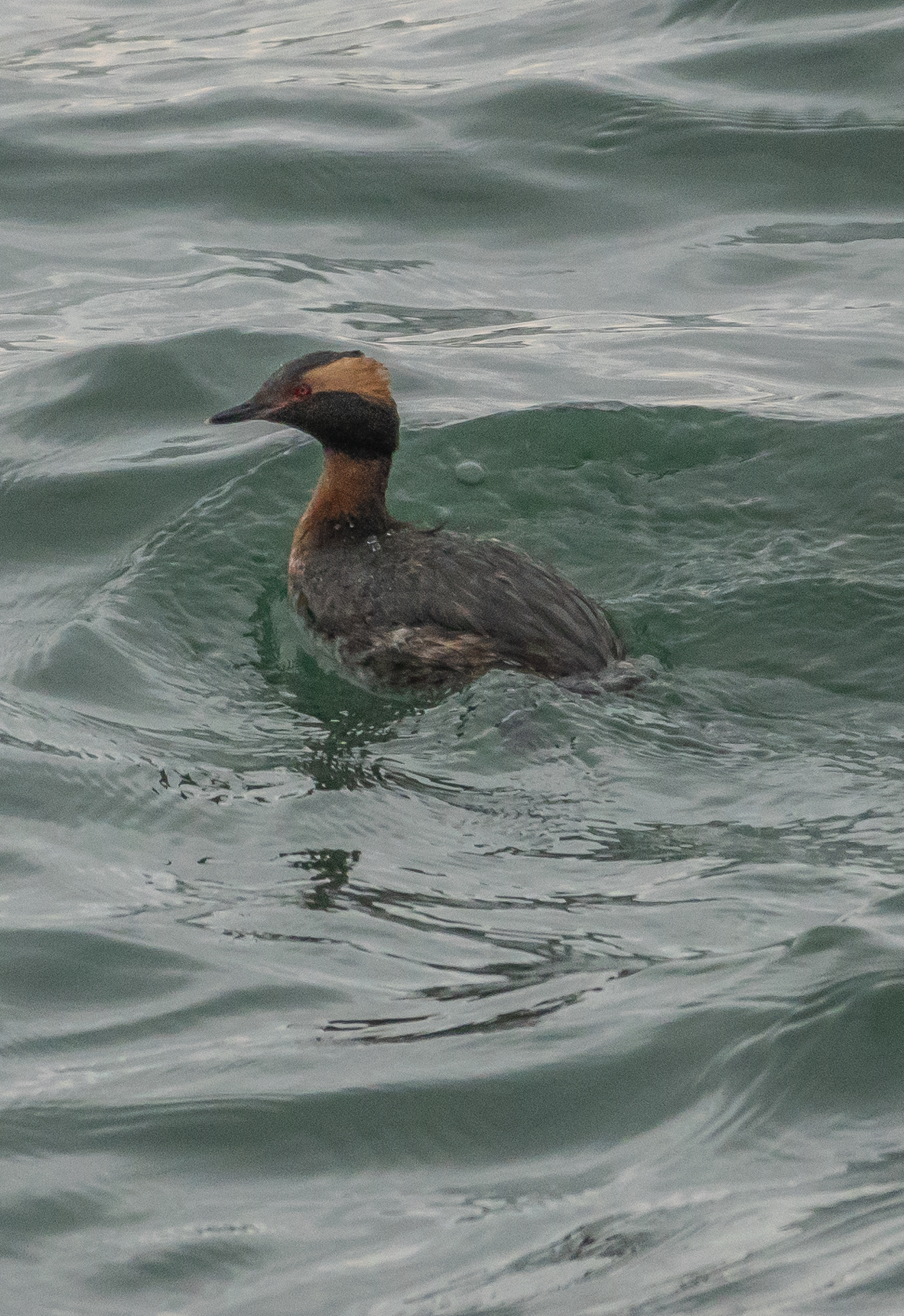 Horned Grebes at Humber Bay / April 26, 2019 | Miles Hearn