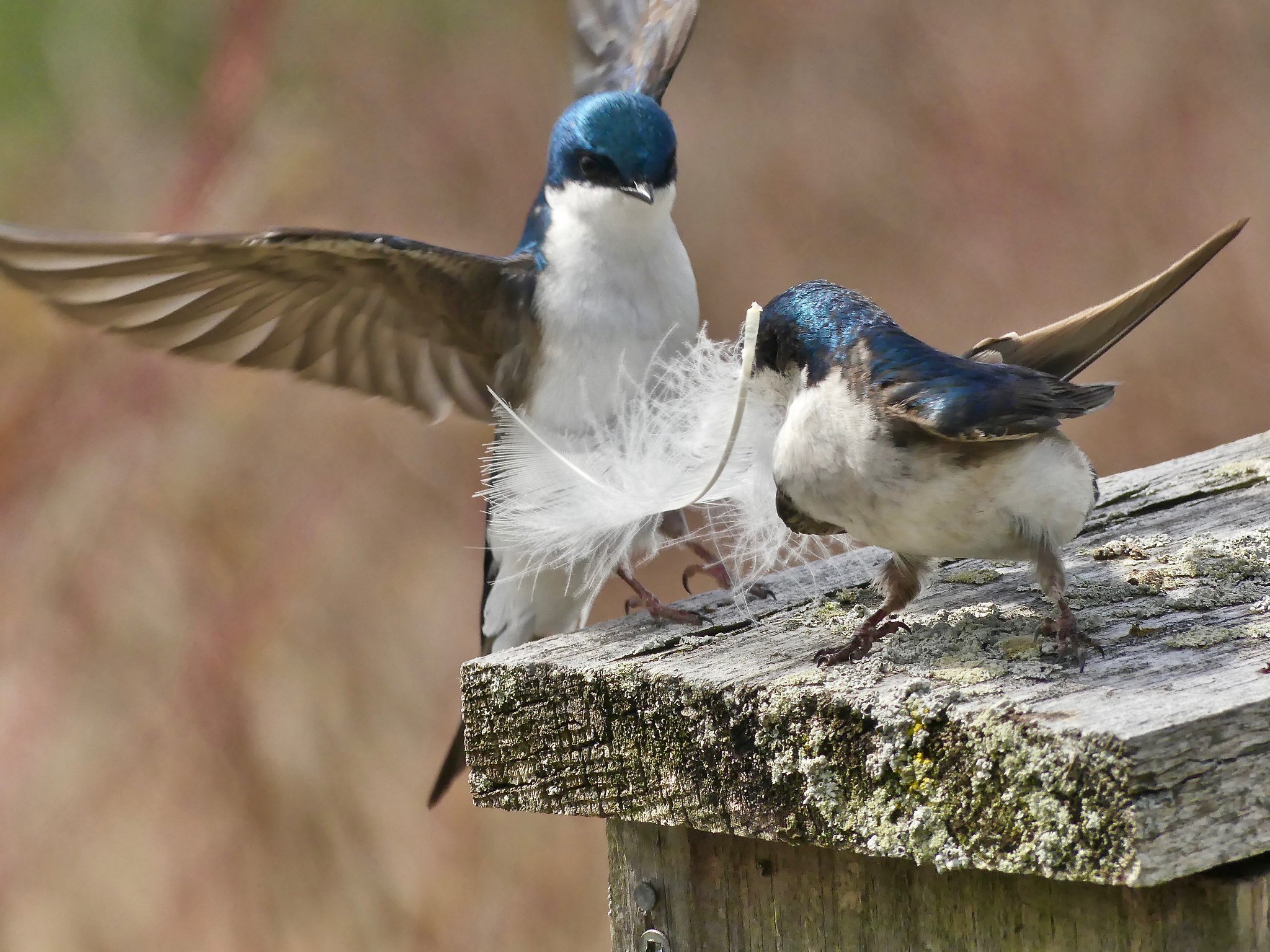 Tree Swallow Argument: Photos by Ruth Calman | Miles Hearn