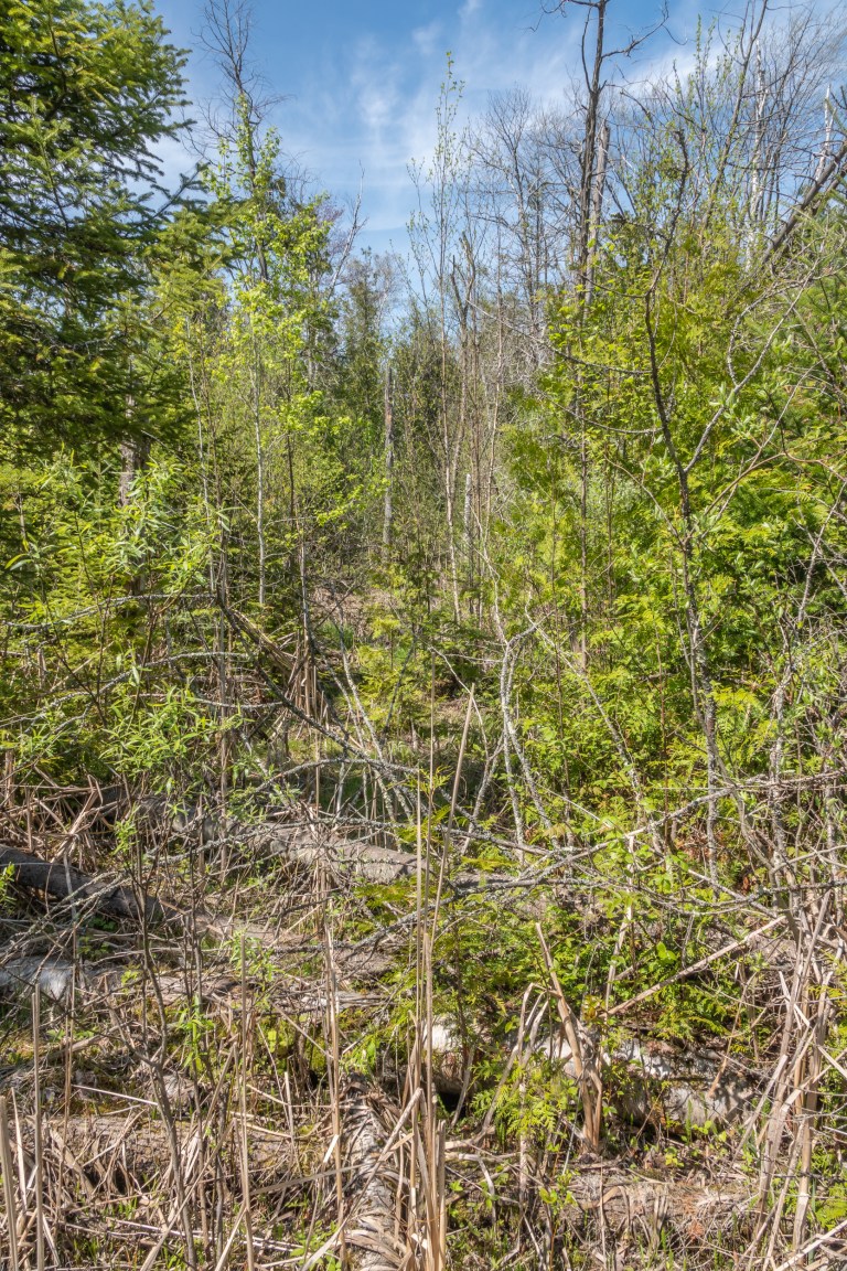Jim Baillie Nature Reserve: May 2019 | Miles Hearn