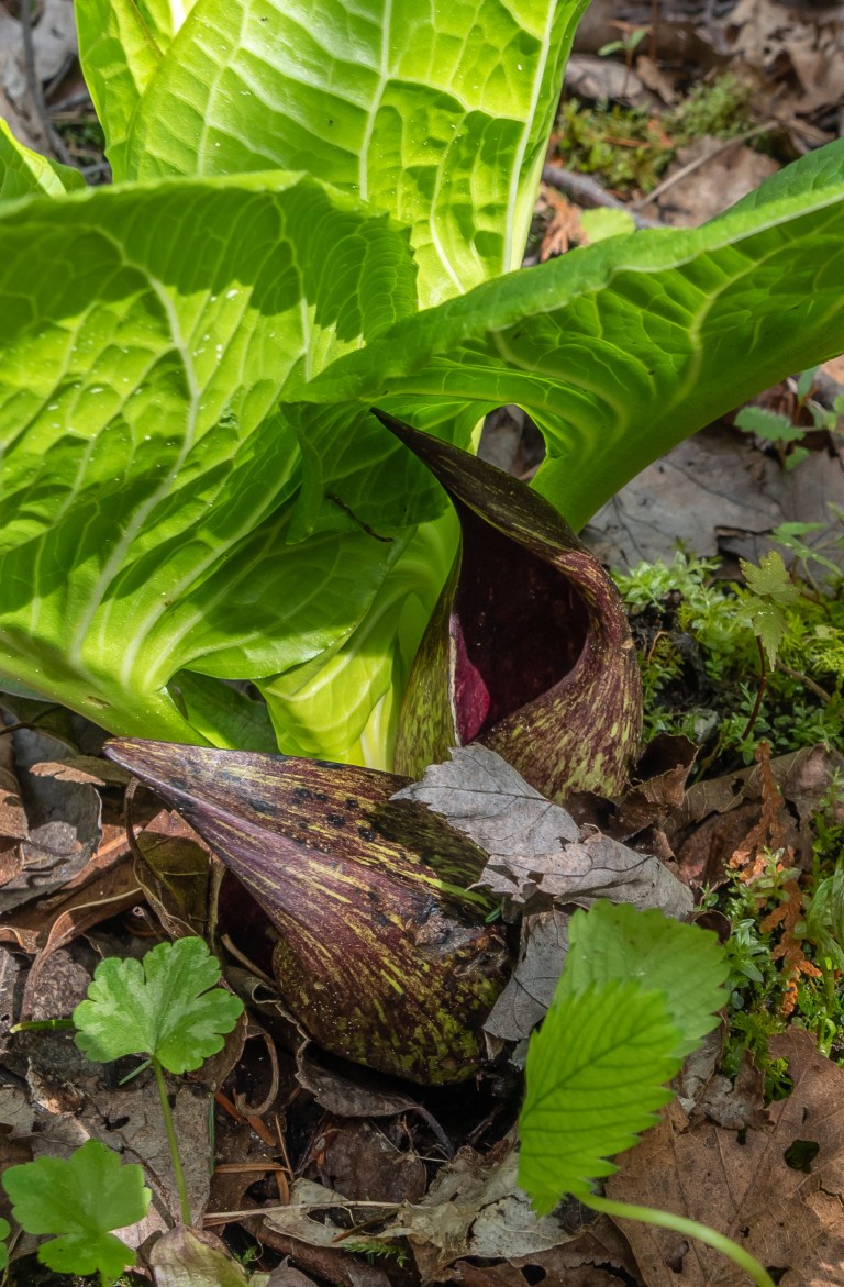 Jim Baillie Nature Reserve: May 2019 | Miles Hearn