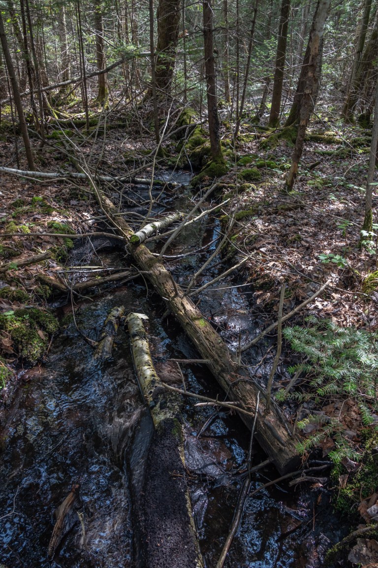 Jim Baillie Nature Reserve: May 2019 | Miles Hearn