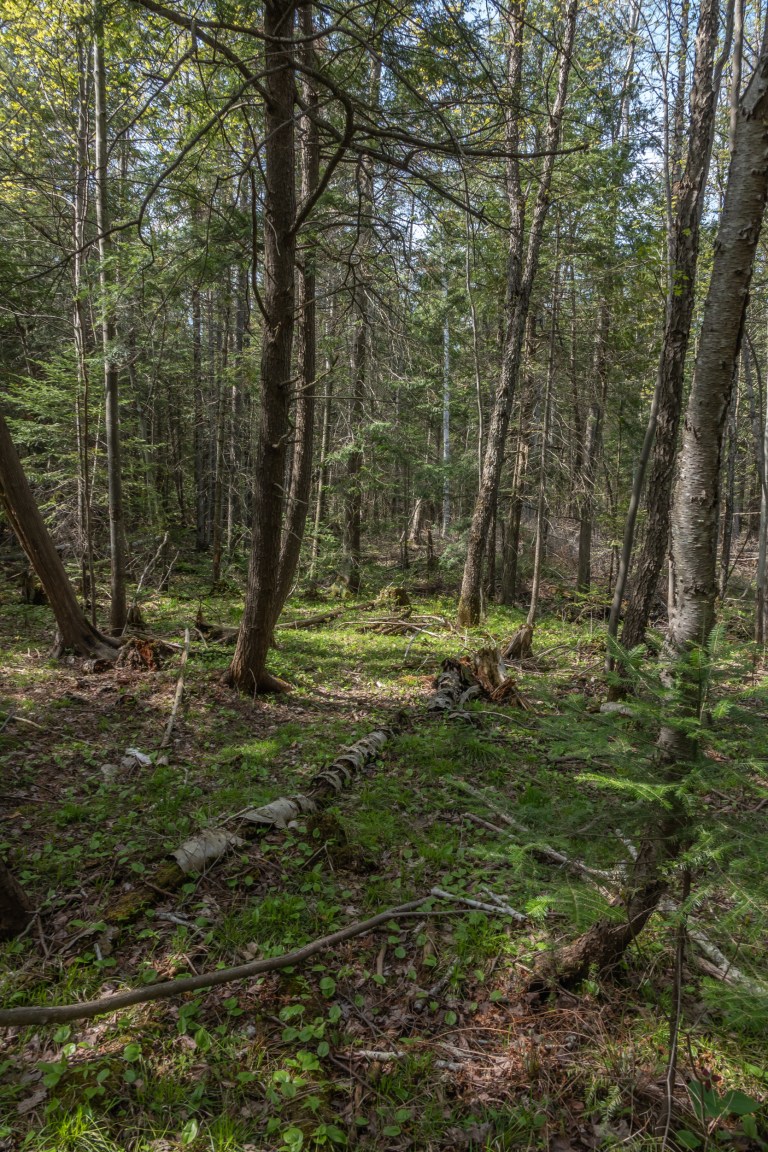 Jim Baillie Nature Reserve: May 2019 | Miles Hearn