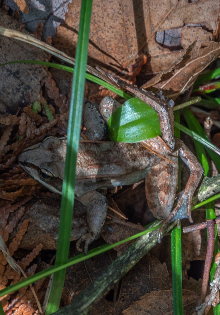 Jim Baillie Nature Reserve: May 2019 | Miles Hearn