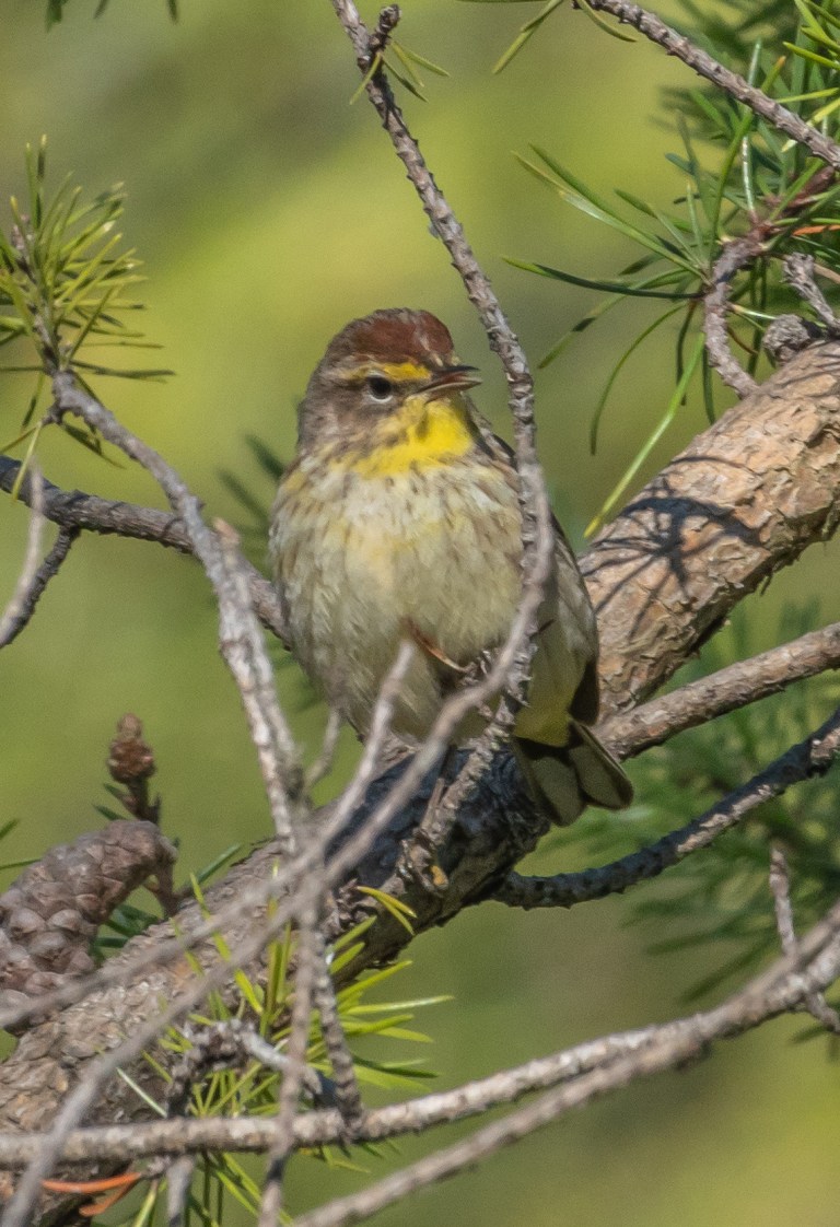 18 Warbler Species: A Photographic Guide | Miles Hearn