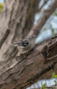 18 Warbler Species: A Photographic Guide | Miles Hearn