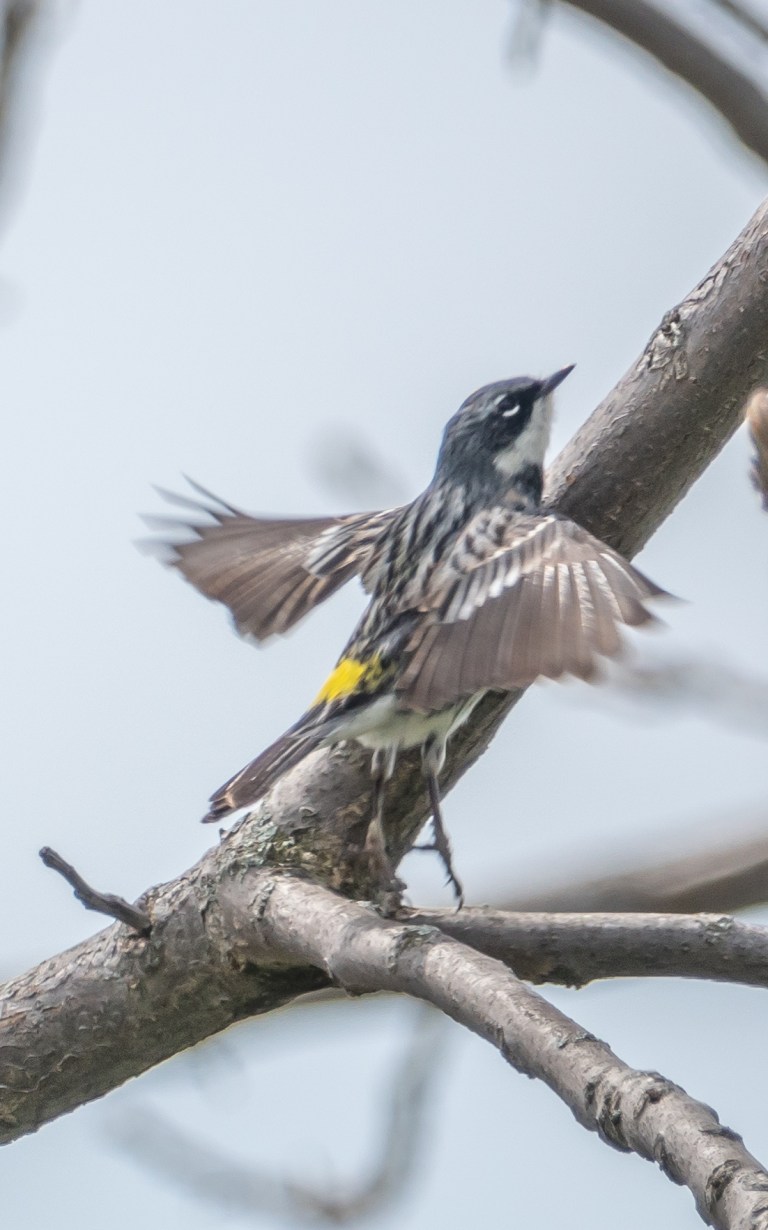 18 Warbler Species: A Photographic Guide | Miles Hearn