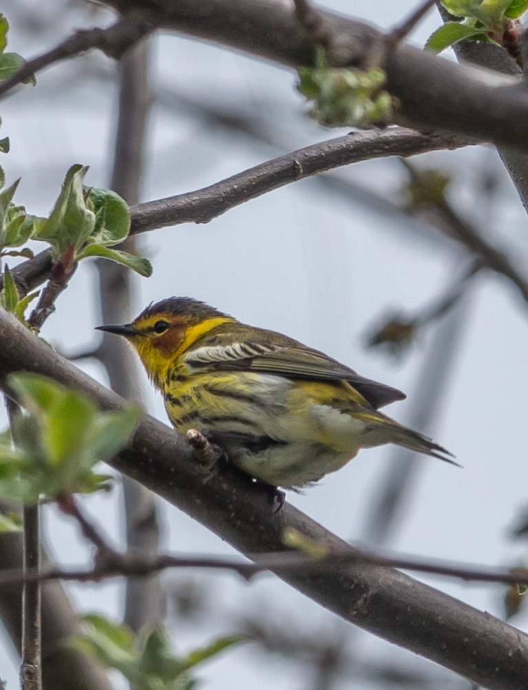 18 Warbler Species: A Photographic Guide | Miles Hearn