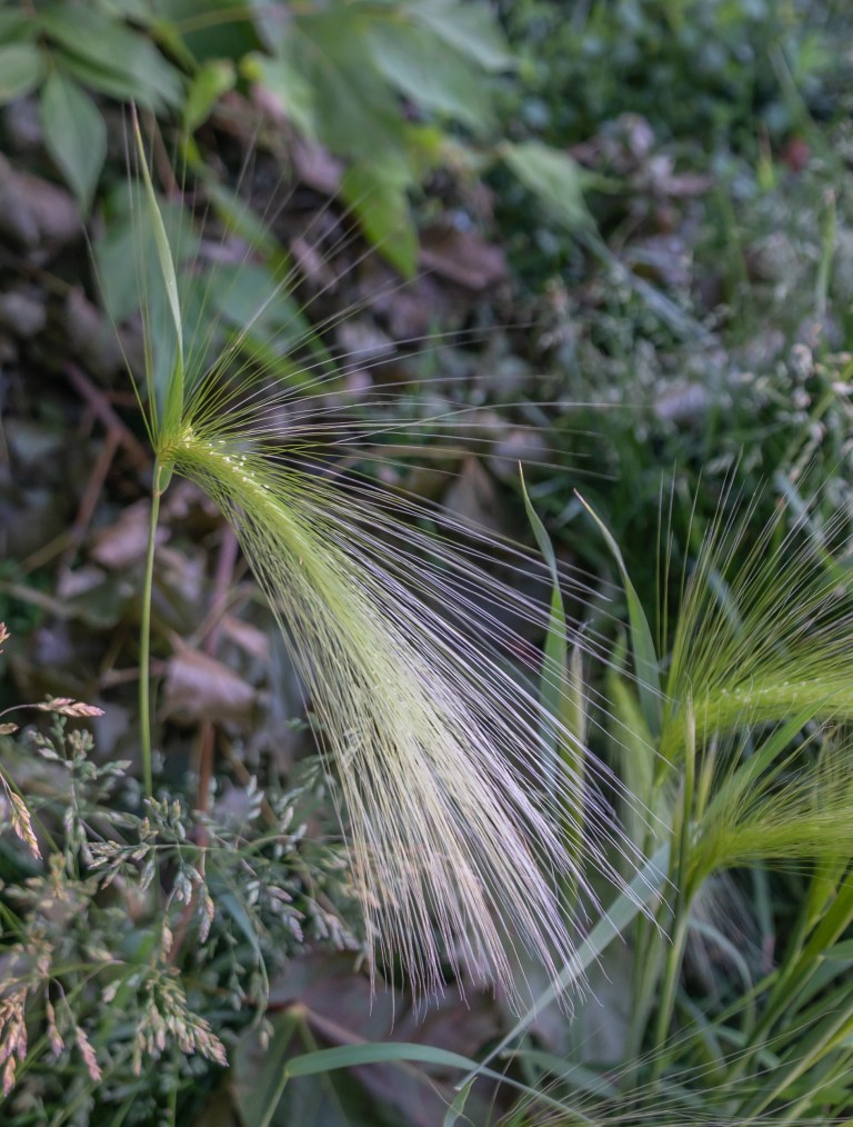 Squirreltail Grass (Hordeum jubatum) | Miles Hearn