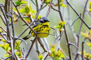 18 Warbler Species: A Photographic Guide | Miles Hearn