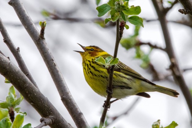 18 Warbler Species: A Photographic Guide | Miles Hearn