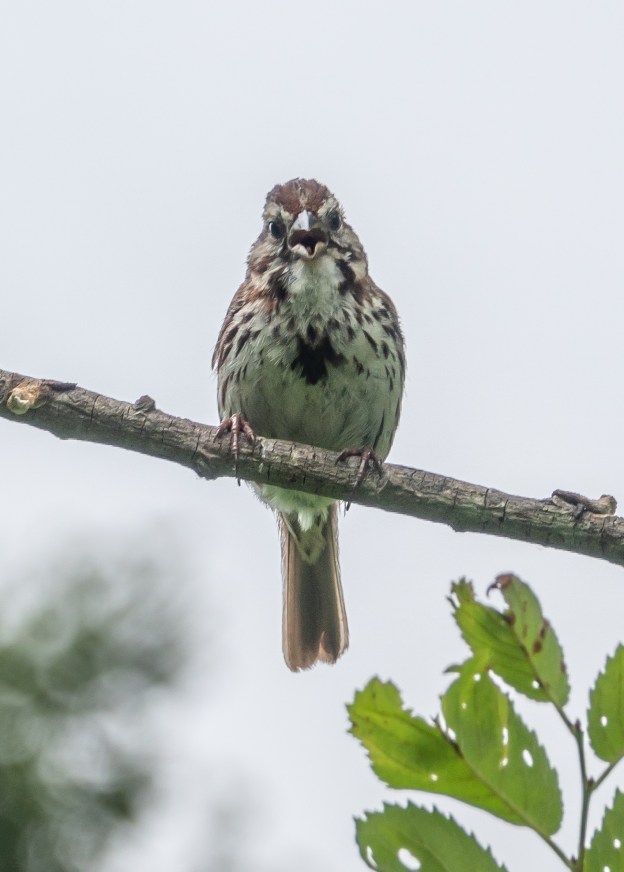 Identification of 11 Sparrow Species: a Photographic Guide | Miles Hearn