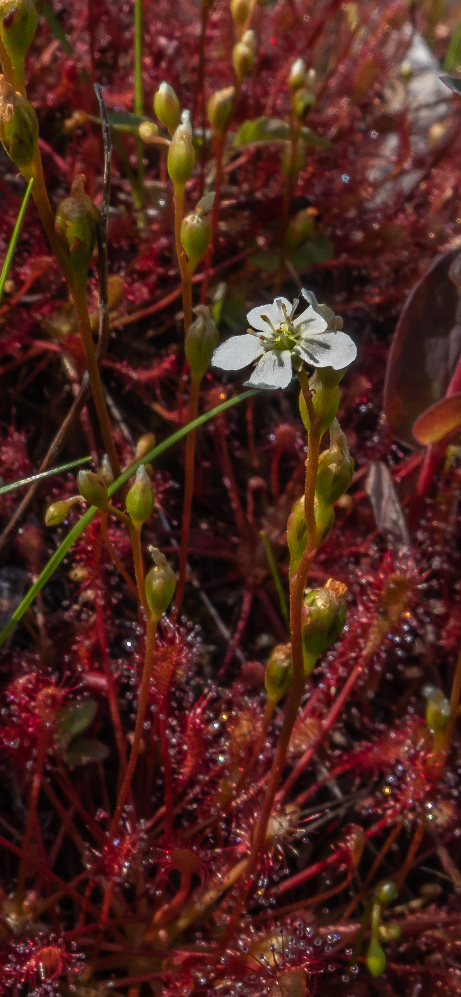 Spatulate-leaved Sundew (Drosera intermedia) | Miles Hearn