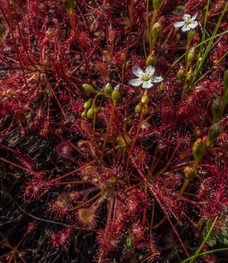 Spatulate-leaved Sundew (Drosera intermedia) | Miles Hearn
