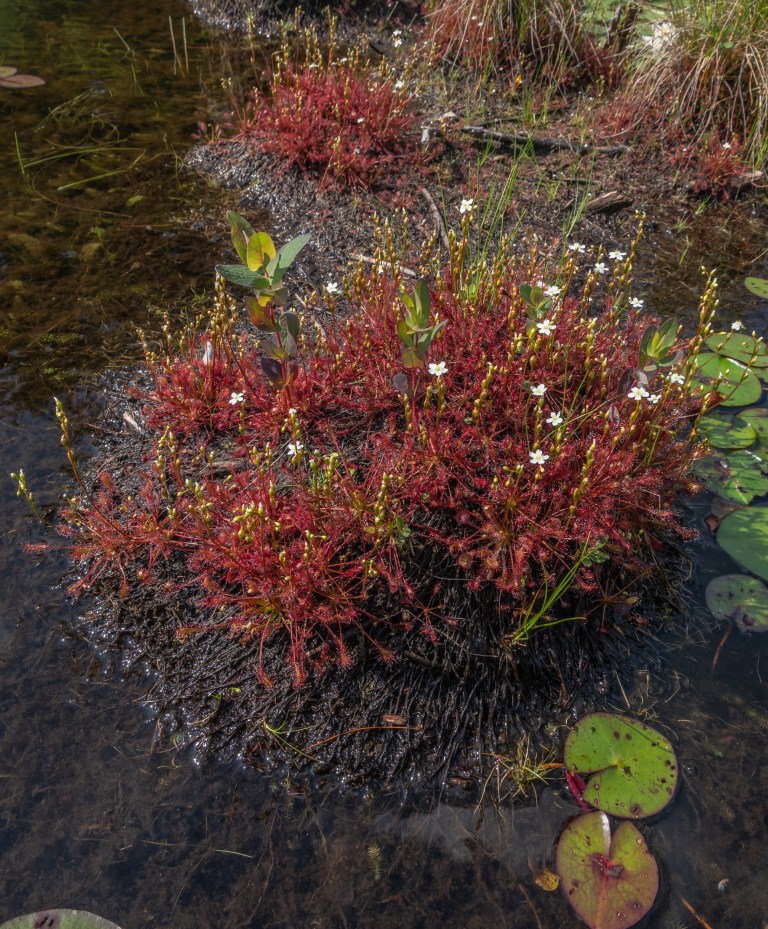 Spatulate-leaved Sundew (Drosera intermedia) | Miles Hearn