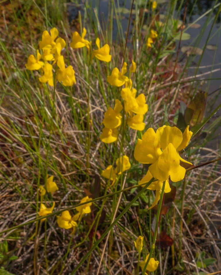 Horned Bladderwort (Utricularia cornuta) | Miles Hearn