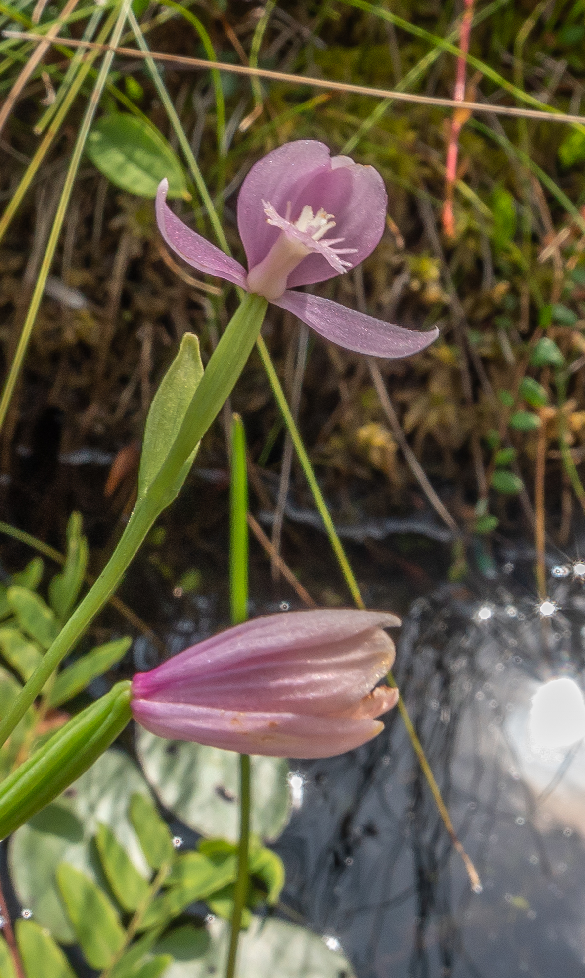 Rose Pogonia (Pogonia ophioglossoides) | Miles Hearn