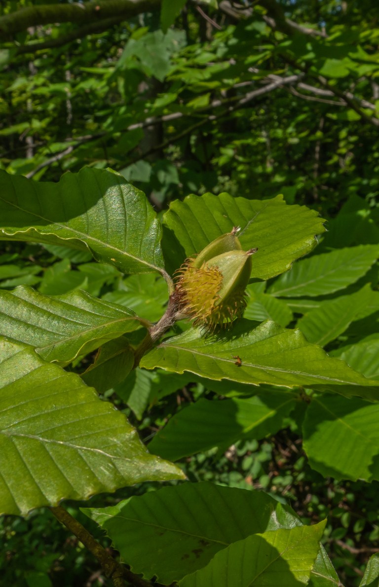 Beech Nuts | Miles Hearn