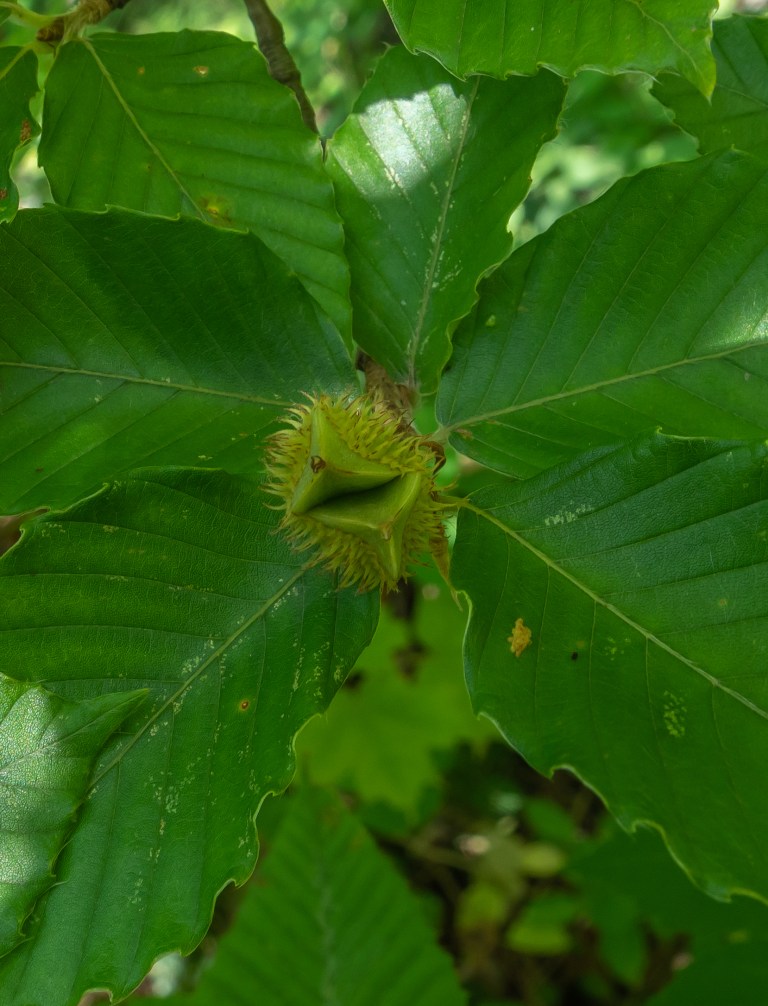 Beech Nuts | Miles Hearn