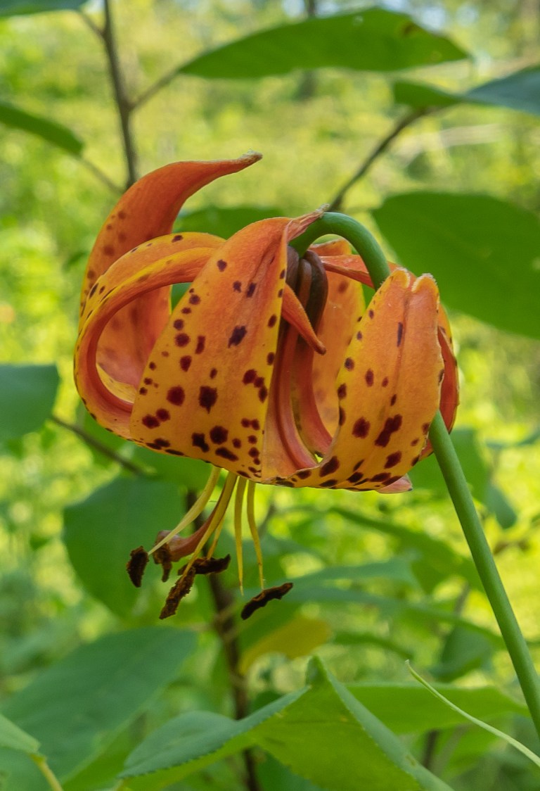 Michigan Lily (Lillium michiganese) | Miles Hearn