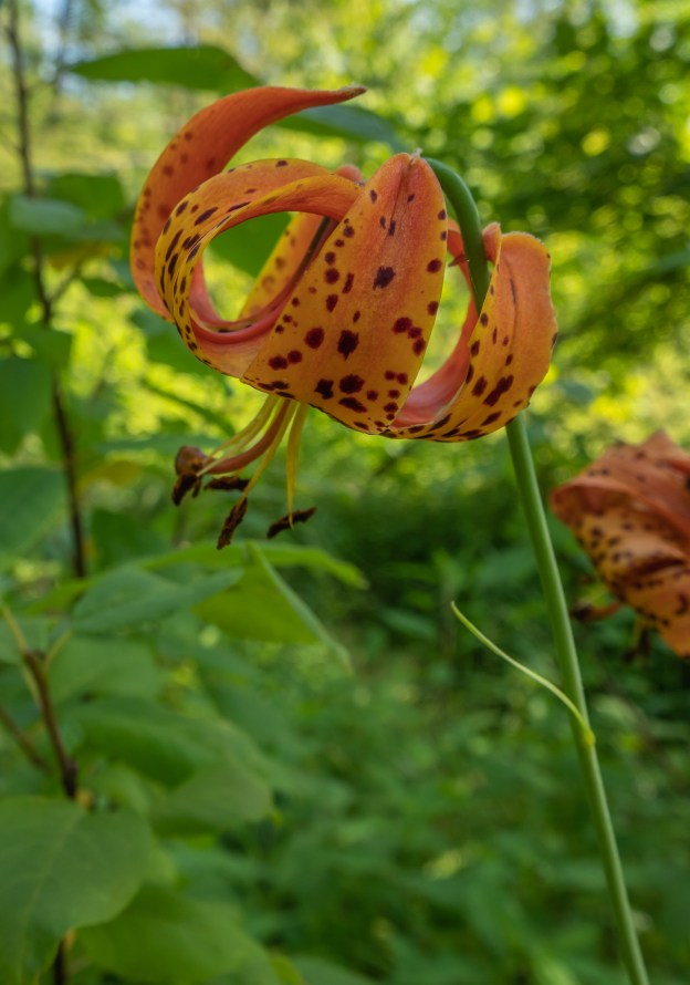 Michigan Lily (Lillium michiganese) | Miles Hearn